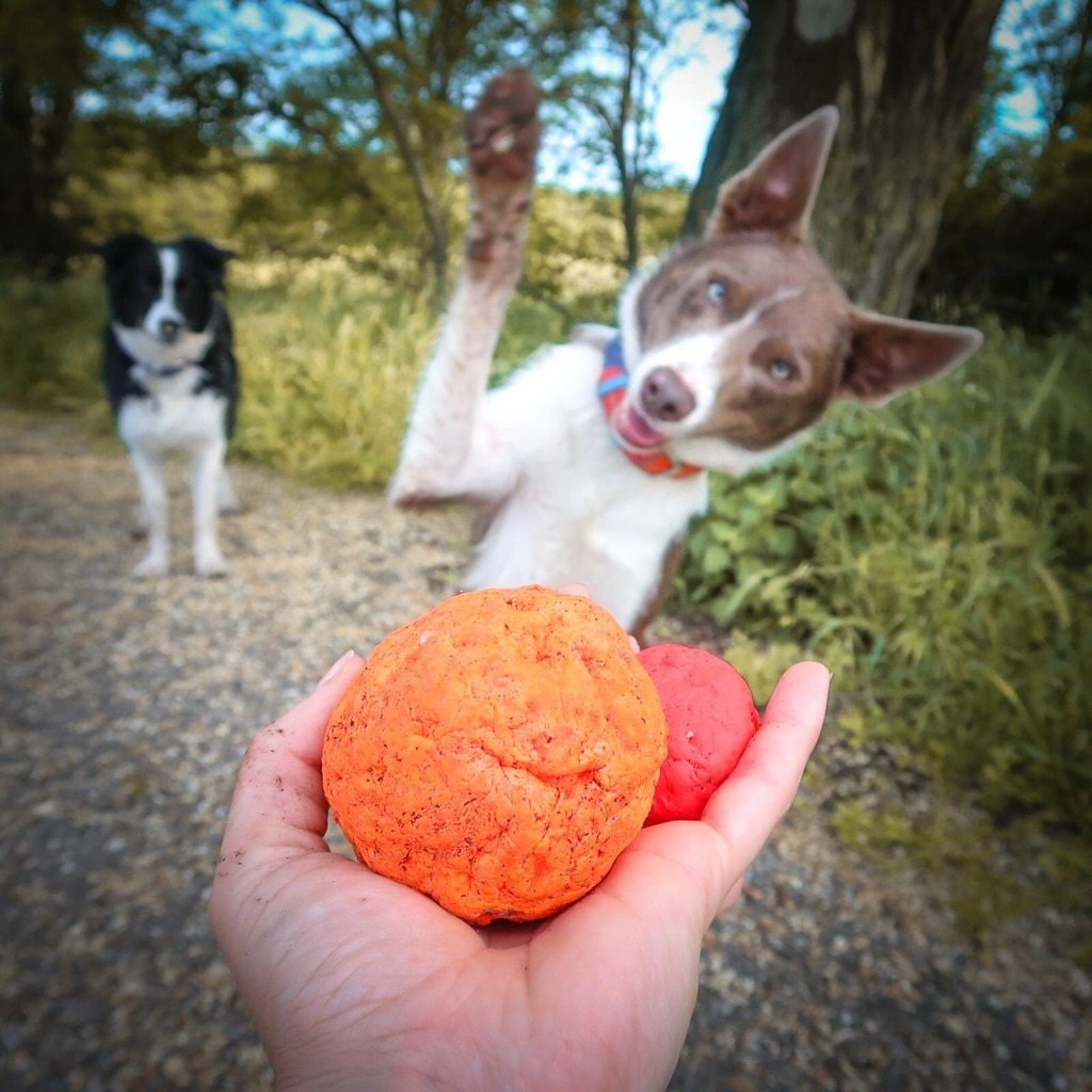 WUNDERBALL DOG BALL MEDIUM – Tail Blazers - Legacy
